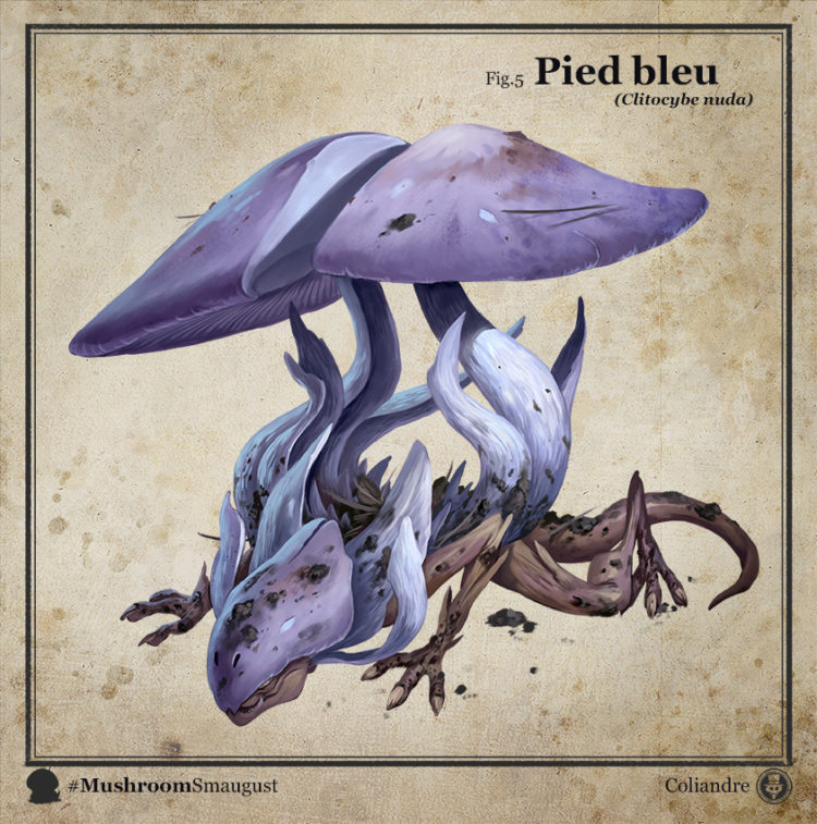 Coliandre // Xavier Collette