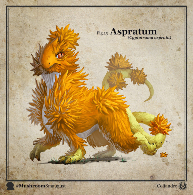 Coliandre // Xavier Collette