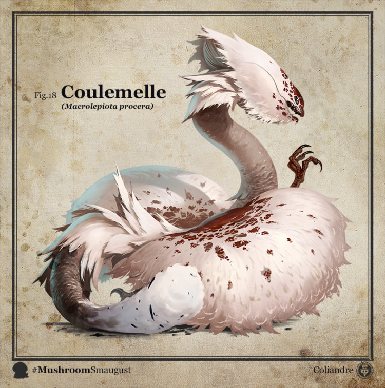 Coliandre // Xavier Collette